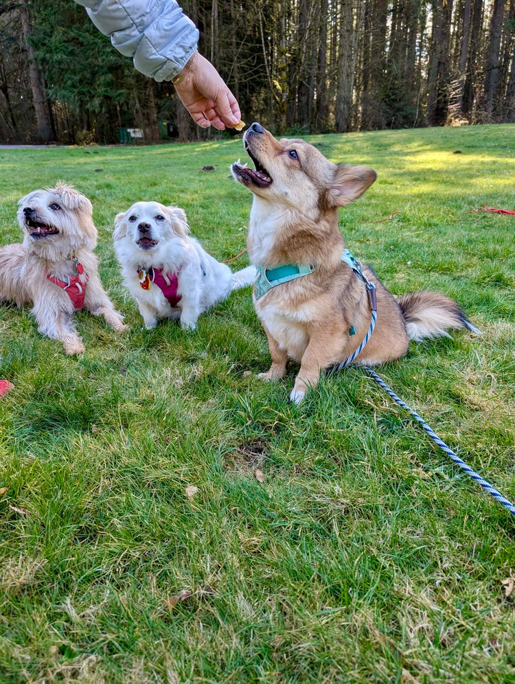Artisan Dog Treats | Louie's Chewie — Seattle, WA – Louie's Chewies